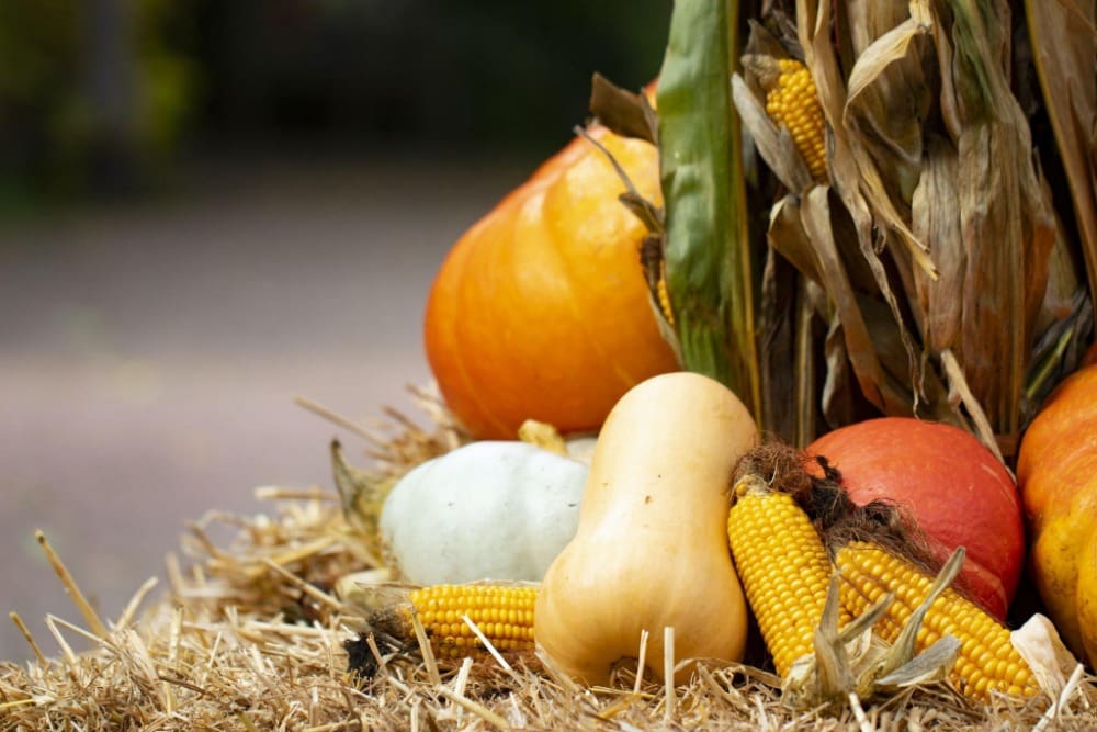 Indigenous Foods